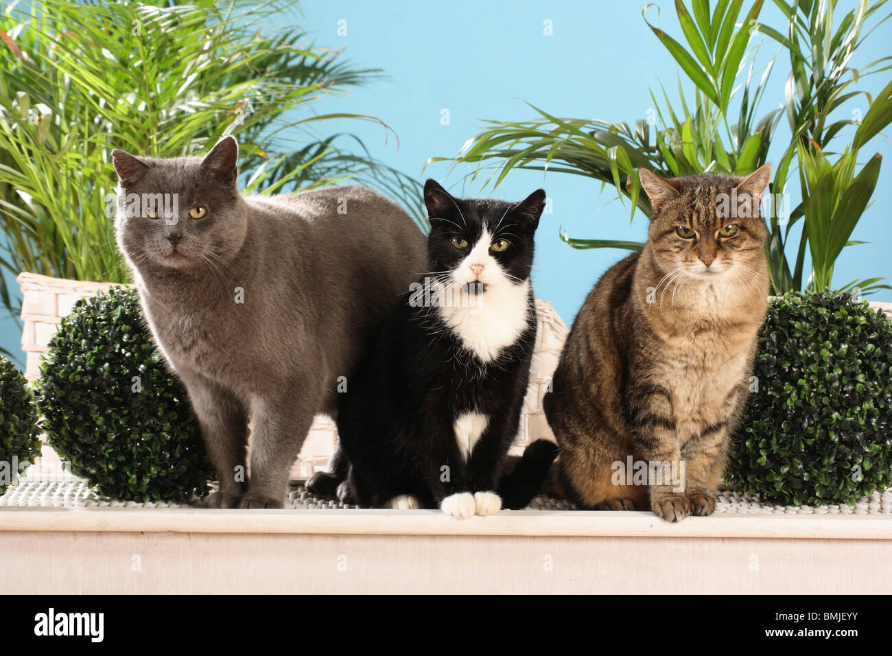 three domestic cats in front of plants Stock Photo - Alamy