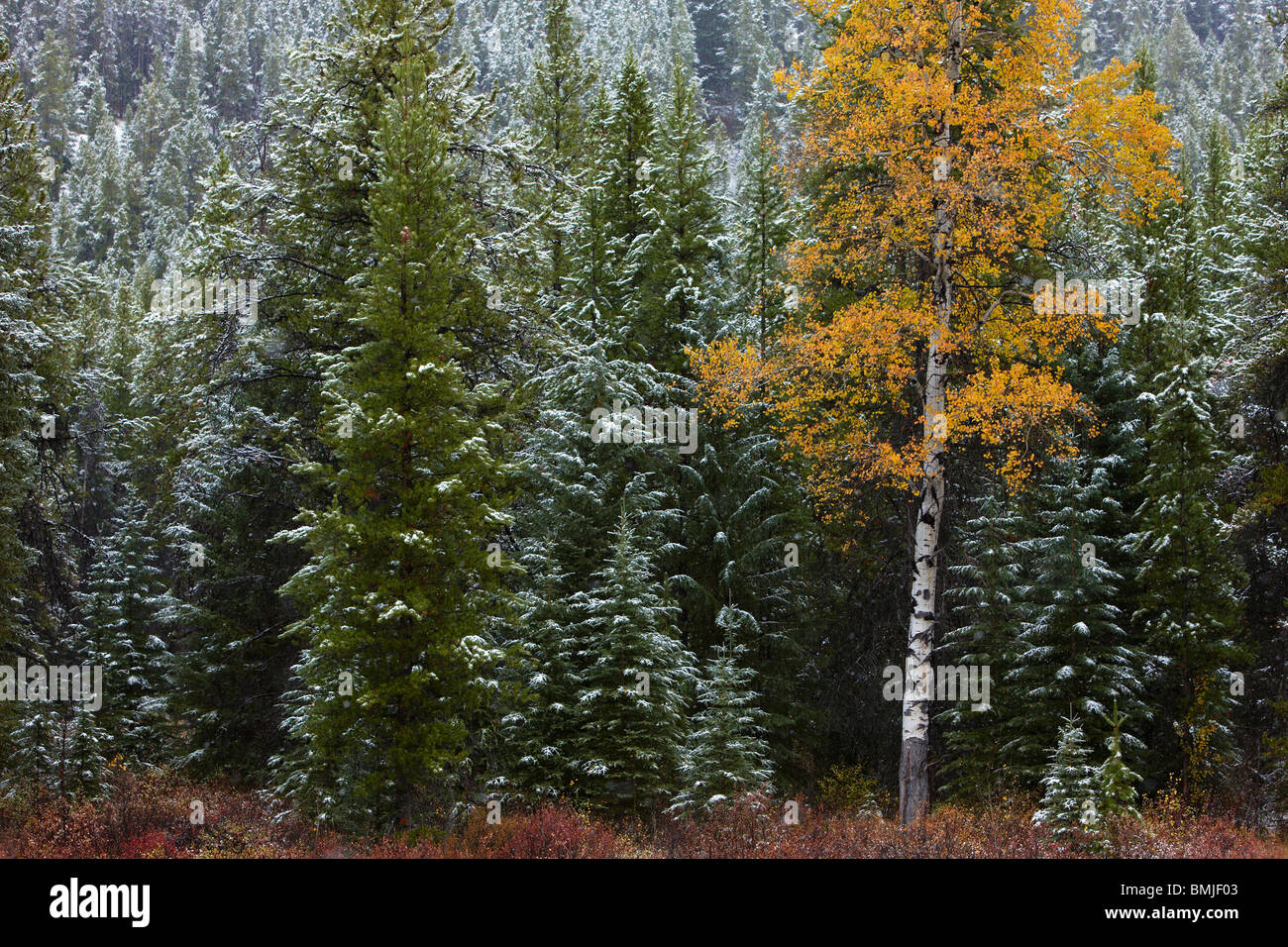 autumn colours of the aspen trees in the snow, nr Muleshoe, Bow Valley ...