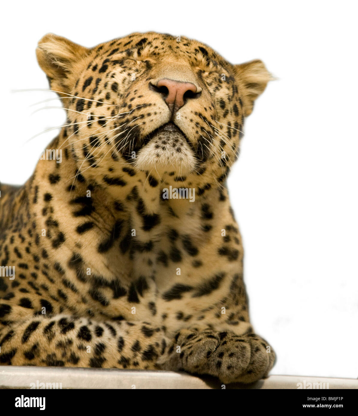 Leopard in Berlin Zoo, Germany Stock Photo - Alamy