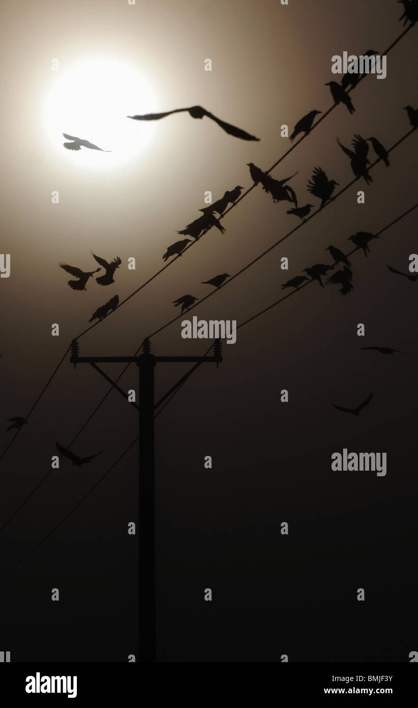 Birds on electric cable Stock Photo - Alamy