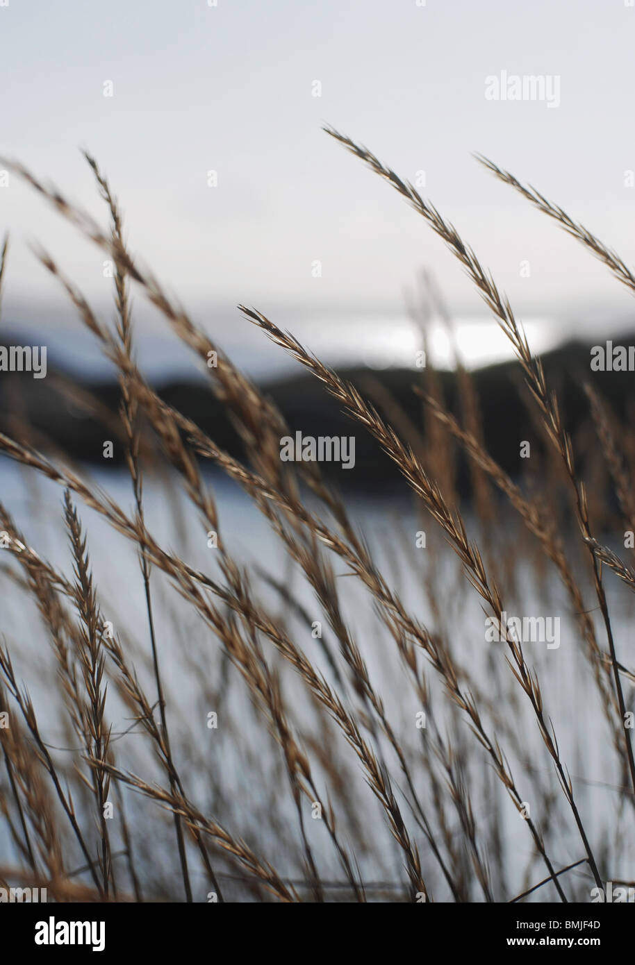 Reed In Water High Resolution Stock Photography and Images - Alamy