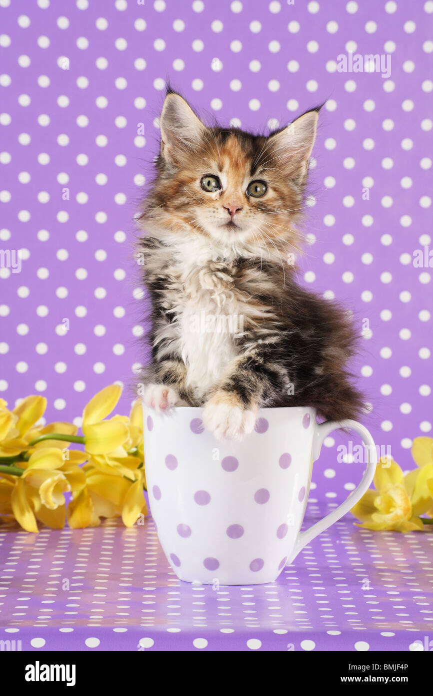 Maine Coon cat - kitten in a cup Stock Photo - Alamy