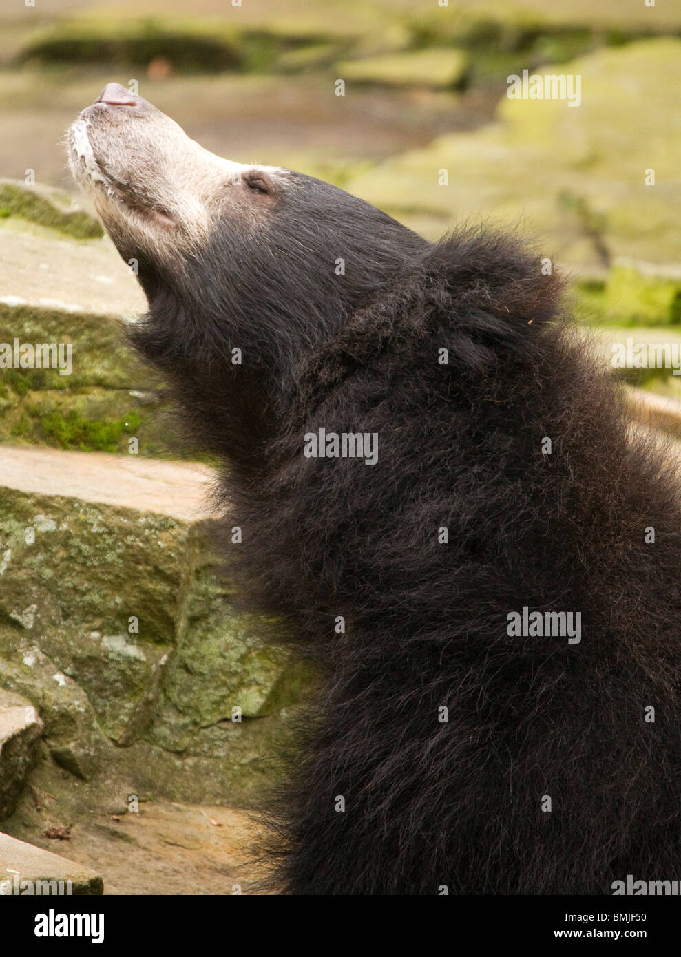 Sloth bear hi-res stock photography and images - Alamy