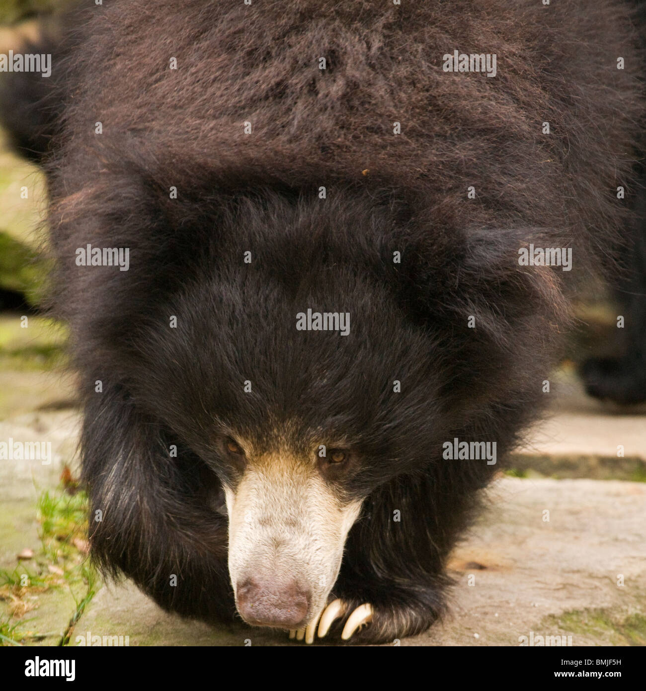 Sloth Bear in Berlin Zoo, Germany Stock Photo - Alamy