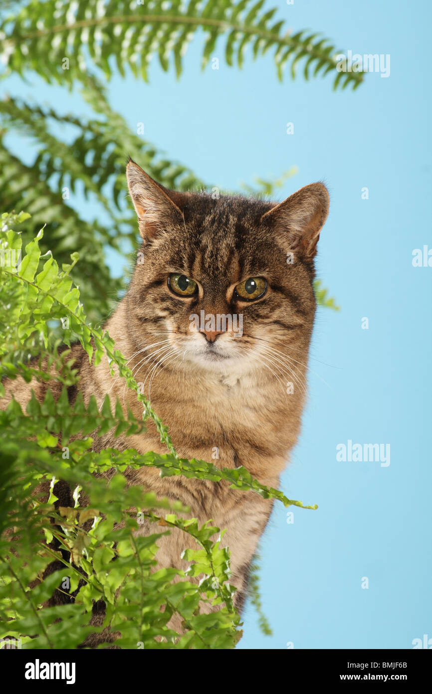 domestic cat behind fern Stock Photo - Alamy