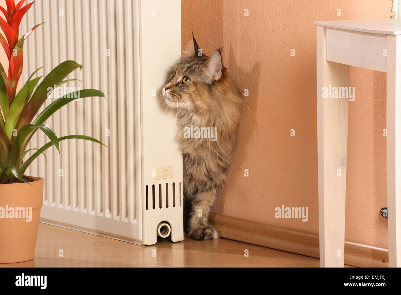Maine Coon cat - standing behind a radiator Stock Photo - Alamy