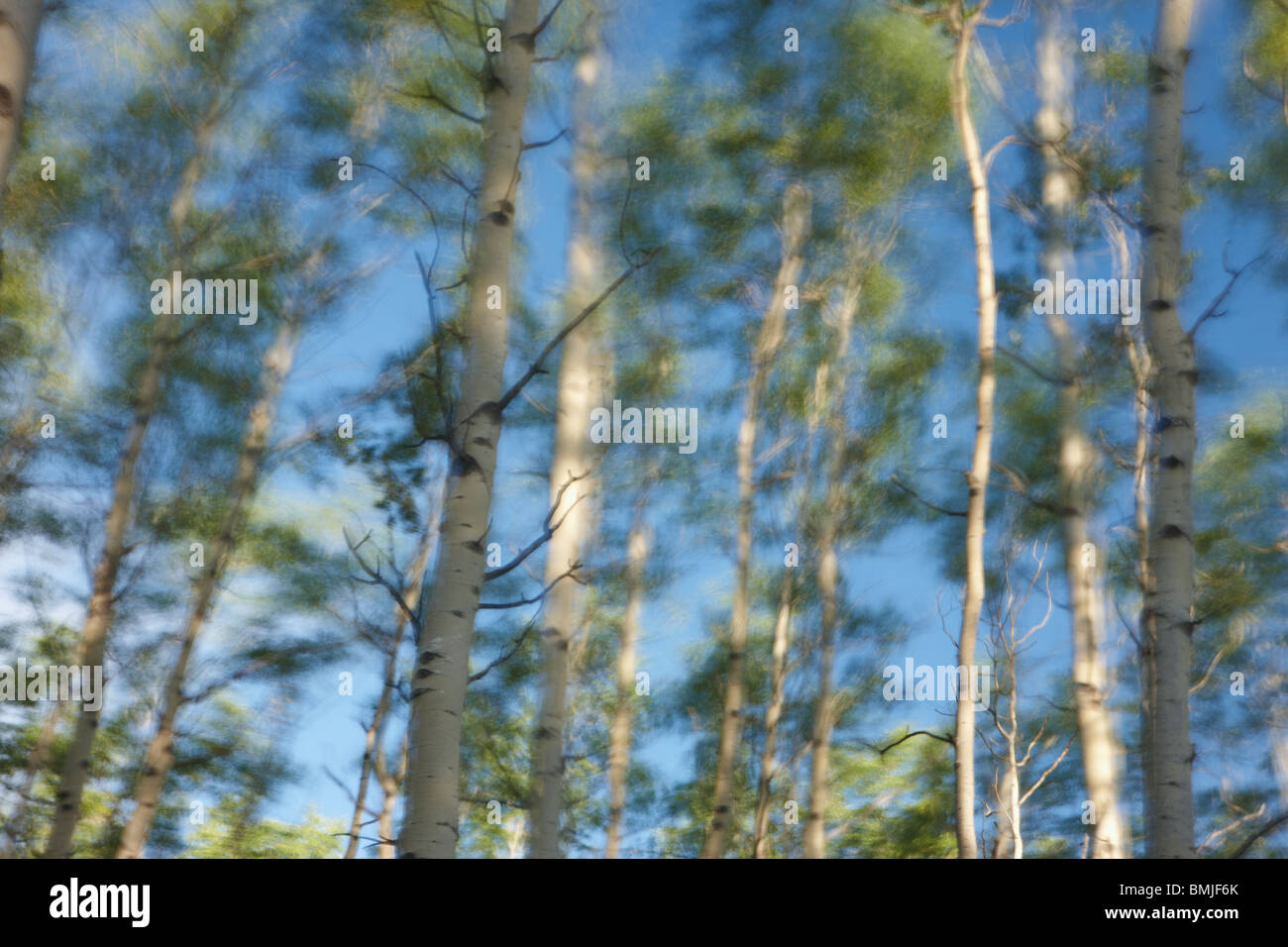 Birch trees alberta canada hi-res stock photography and images - Alamy