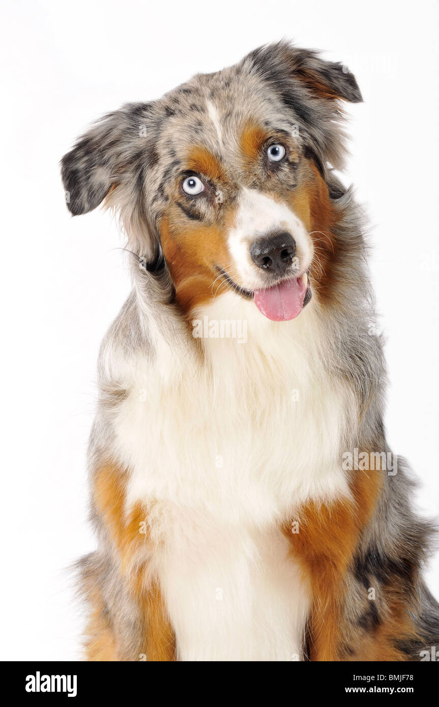 Australian Shepherd dog - sitting - cut out Stock Photo - Alamy