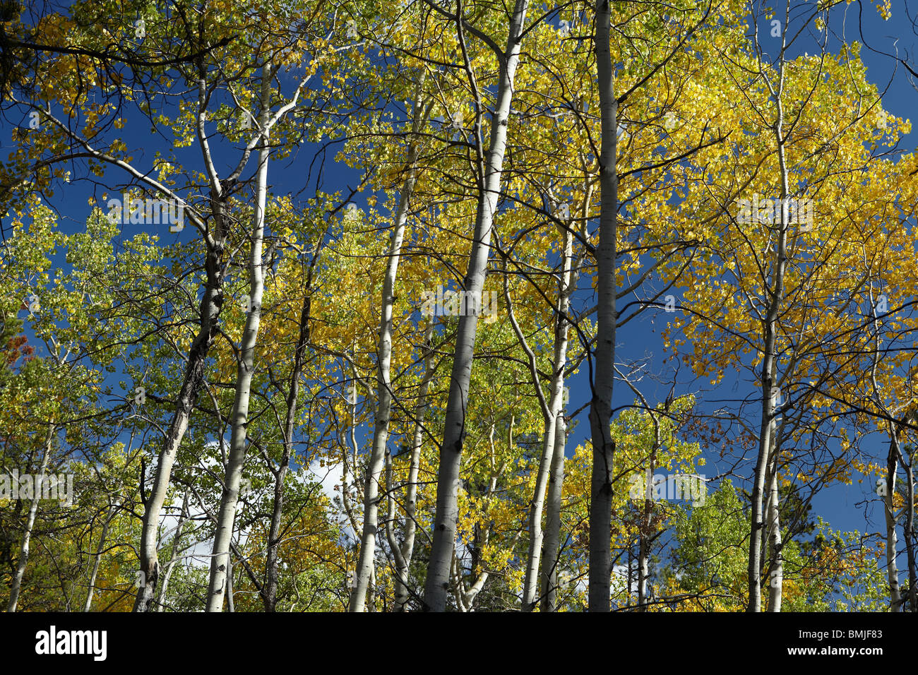 autumn colours and aspen trees, Jasper National Park, Alberta, Canada ...