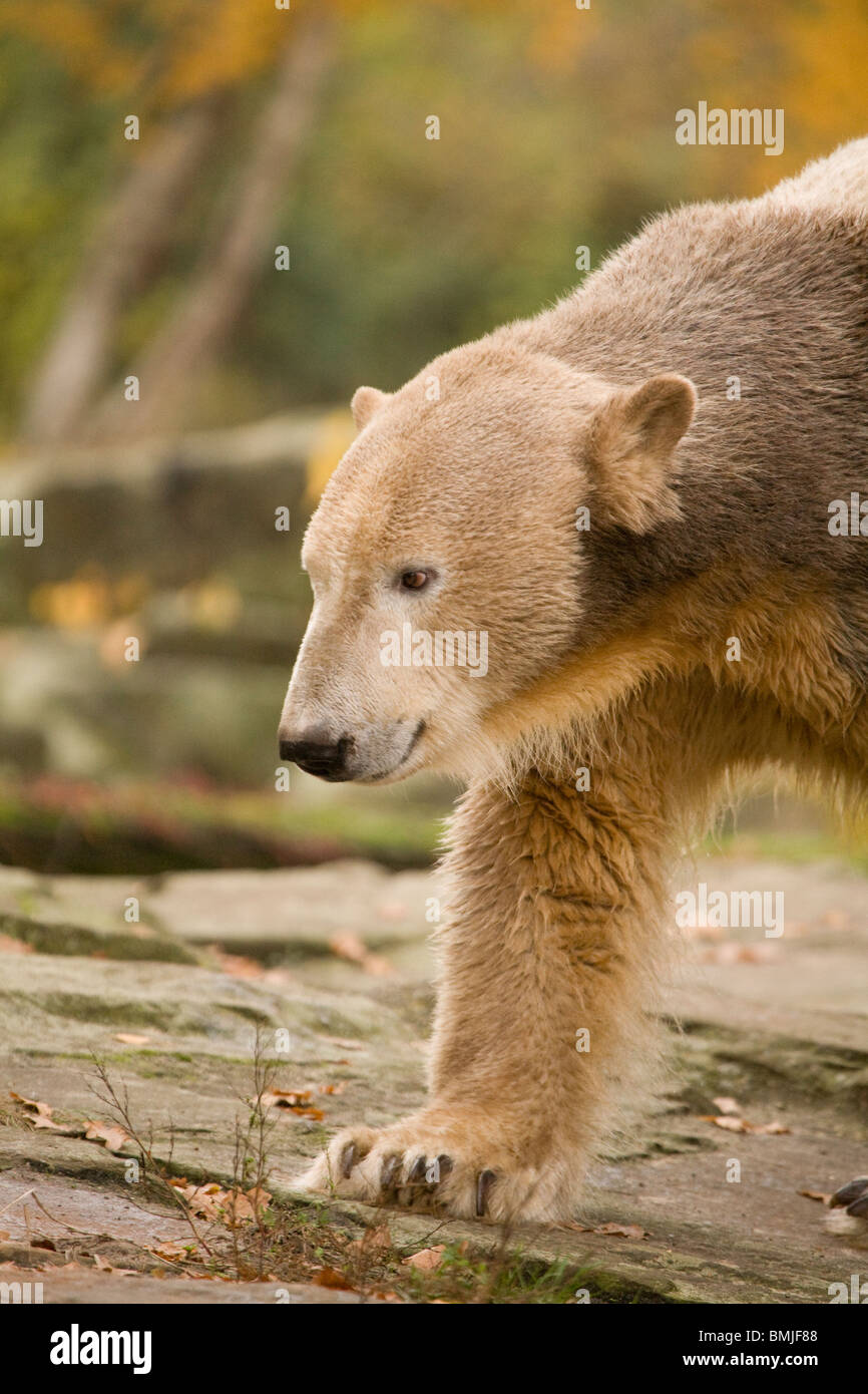 Knut, the famous Polar Bear in Berlin Zoo, Germany Stock Photo - Alamy