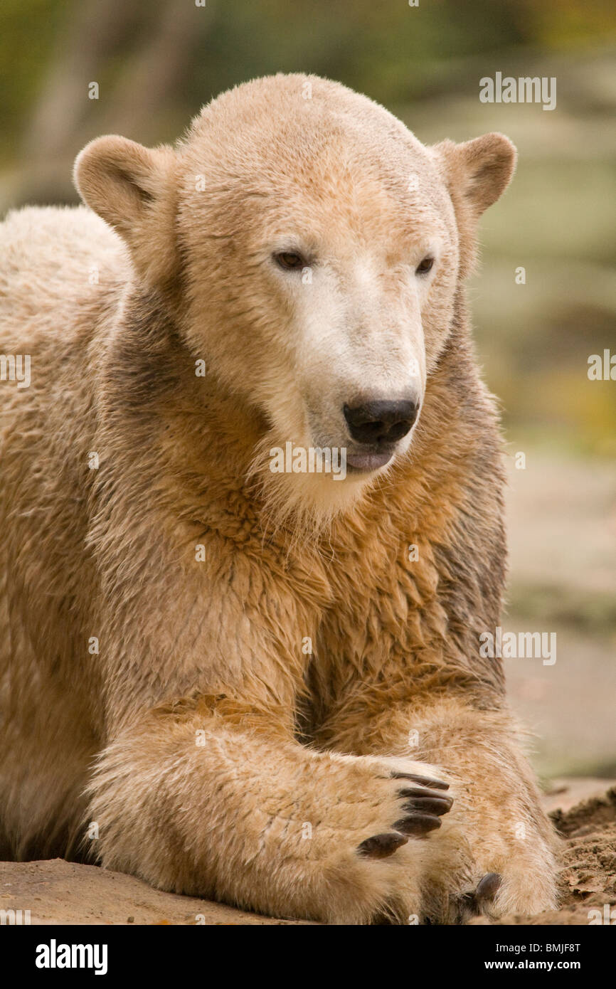 Knut, the famous Polar Bear in Berlin Zoo, Germany Stock Photo - Alamy