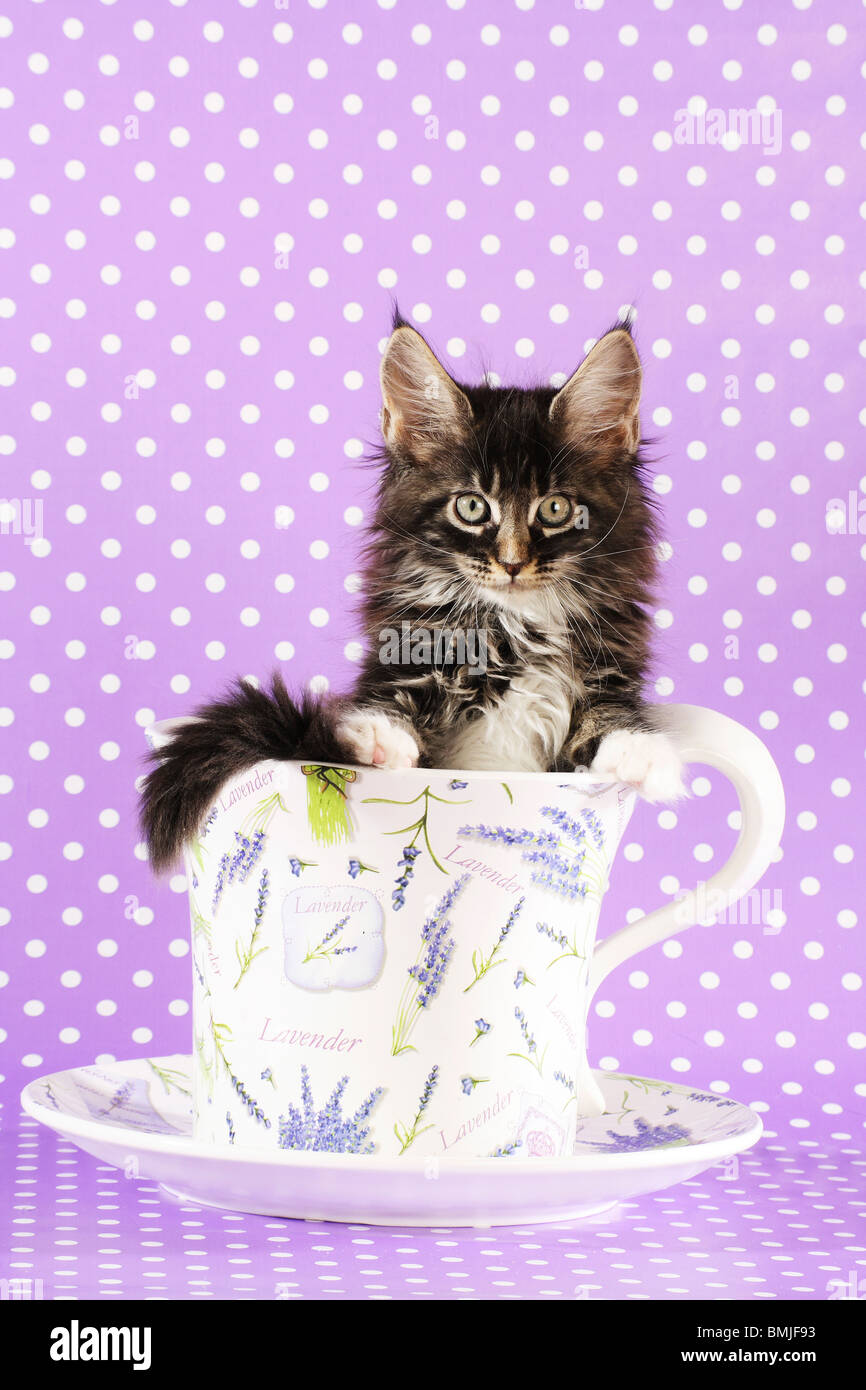 Maine Coon cat - kitten in a cup Stock Photo - Alamy