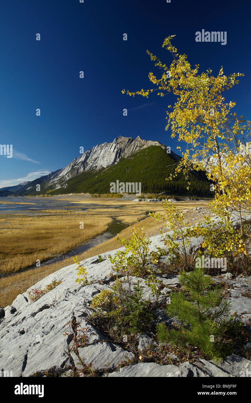 autumn colours, Beaver Creek area, Maligne Valley, Jasper National Park ...