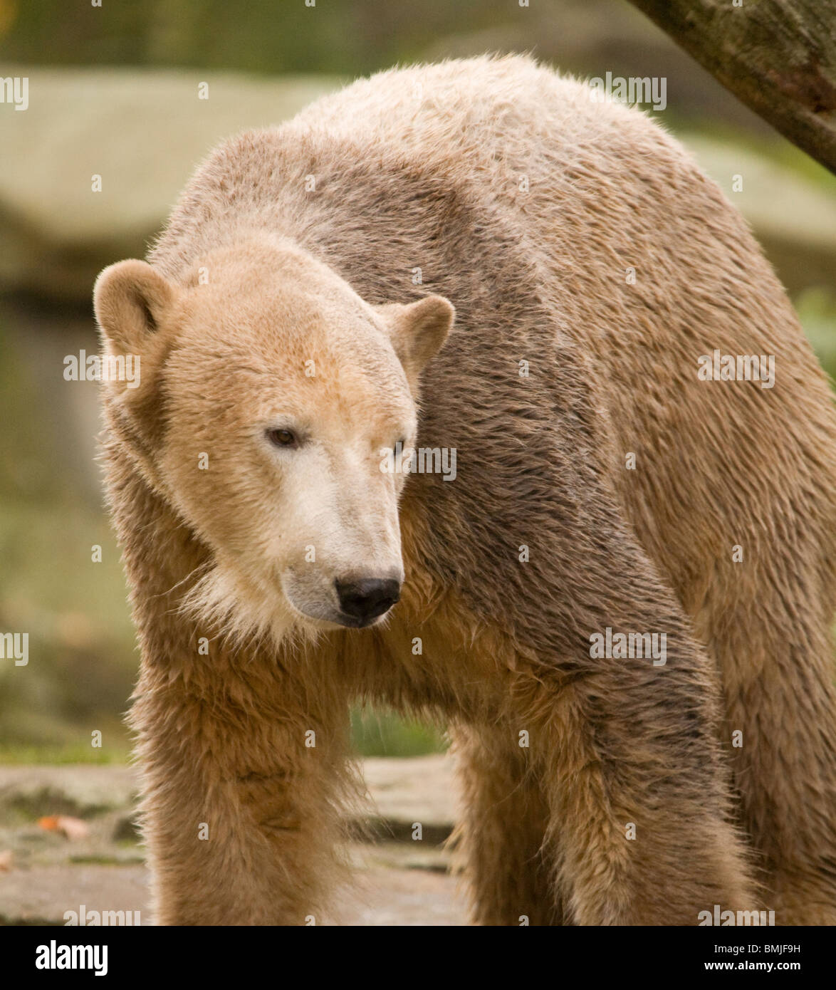 Knut, the famous Polar Bear in Berlin Zoo, Germany Stock Photo - Alamy