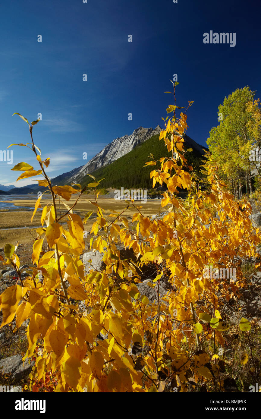 autumn colours, Beaver Creek area, Maligne Valley, Jasper National Park ...