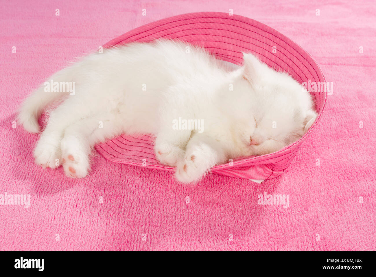 British Shorthair cat - kitten sleeping in a cap Stock Photo - Alamy