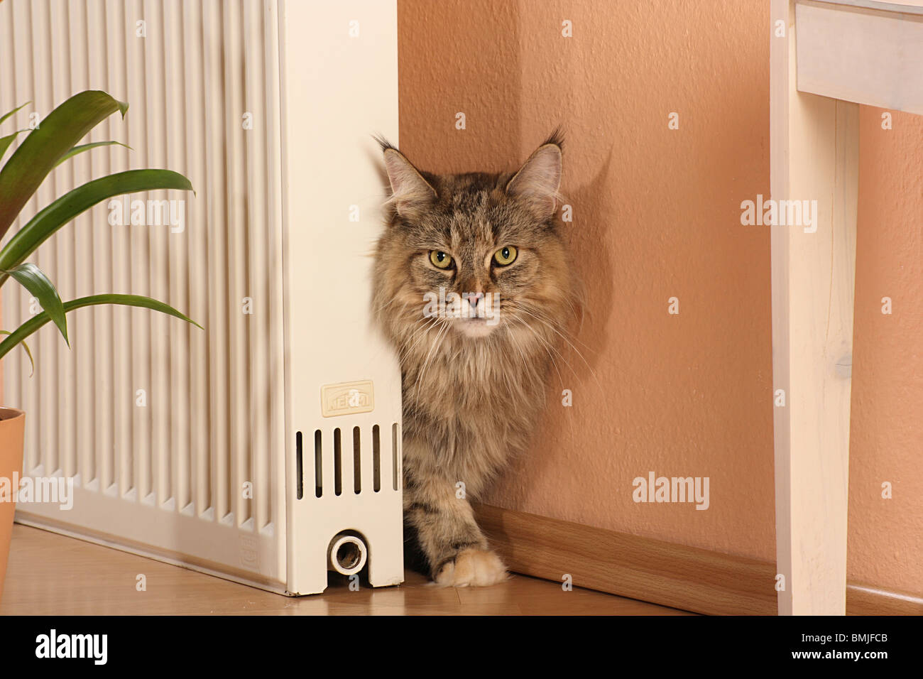 Maine Coon cat behind a radiator Stock Photo - Alamy