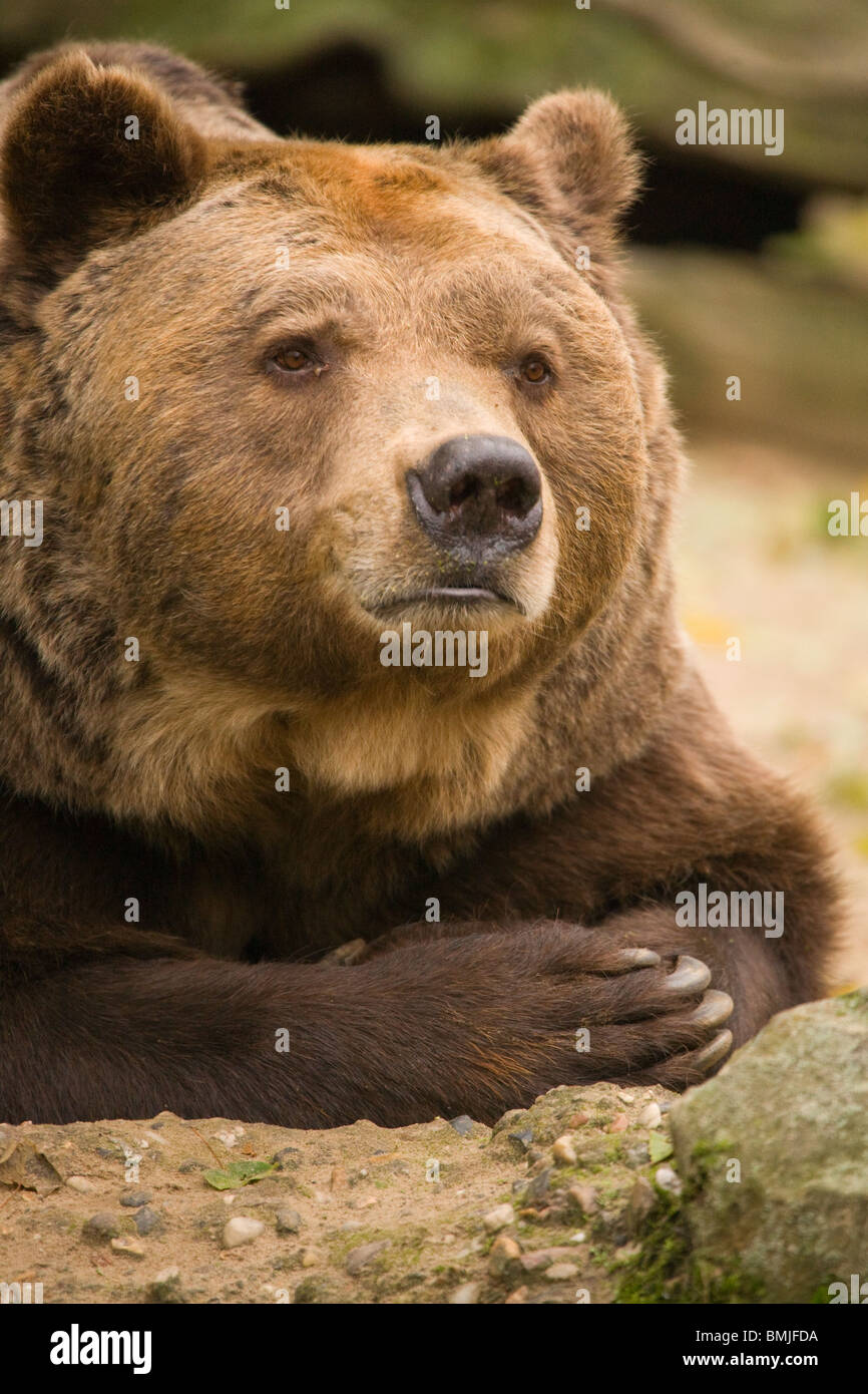 European Brown Bear in Berlin Zoo, Germany. Ursus arctos Stock Photo ...