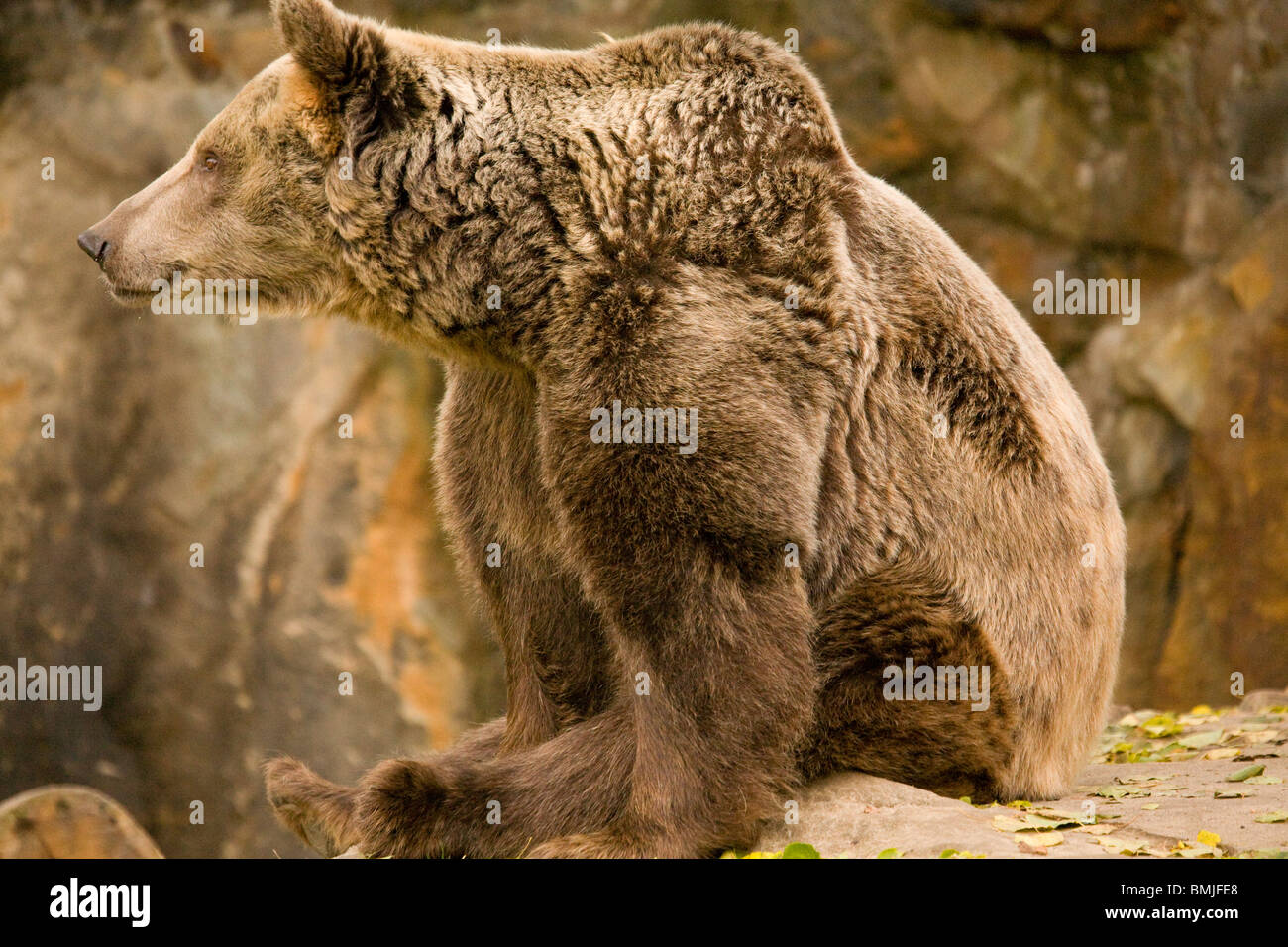 European Brown Bear in Berlin Zoo, Germany. Ursus arctos Stock Photo ...