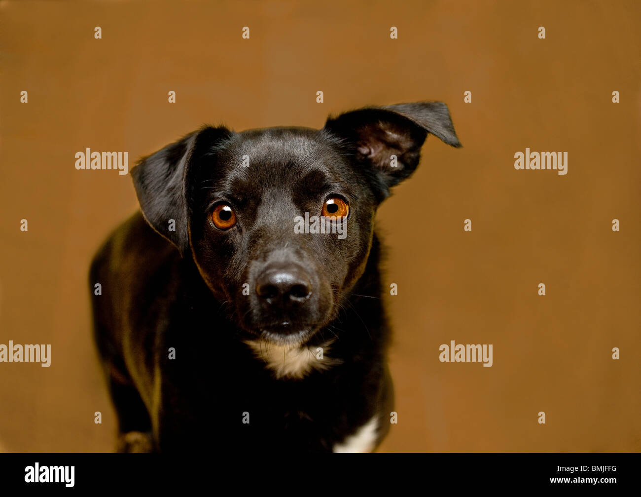 One portrait black half hi-res stock photography and images - Alamy