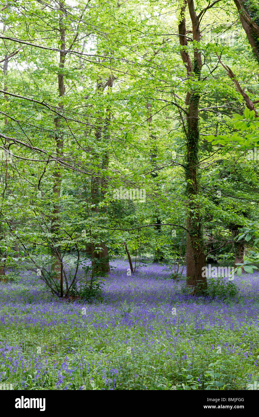 Bluebell woods trees hi-res stock photography and images - Alamy