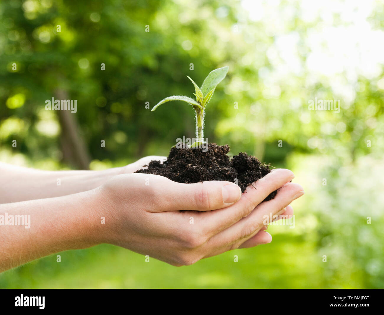 Plant in hand Stock Photo - Alamy