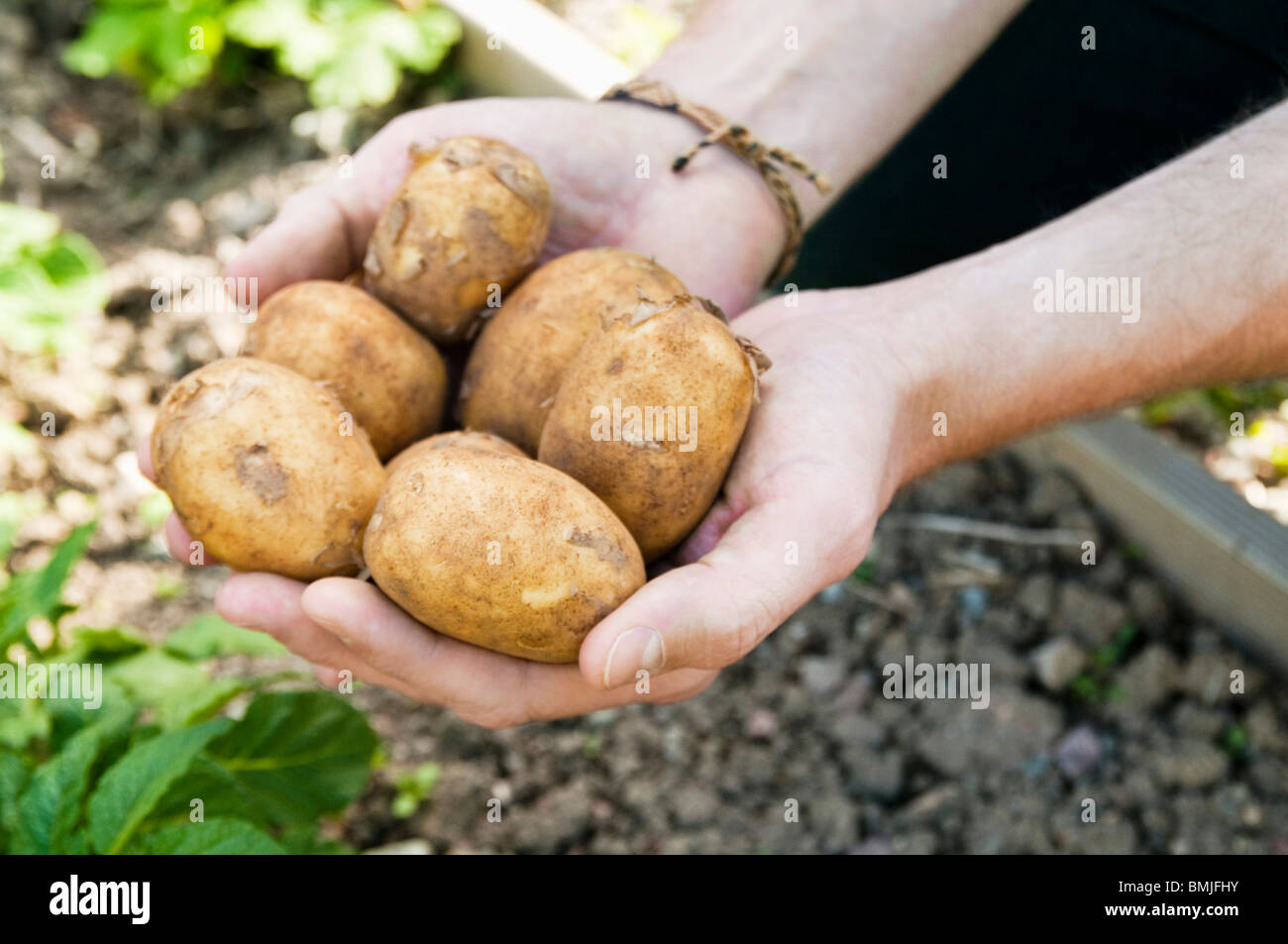Potatoes In Man Hands Stock Photos & Potatoes In Man Hands Stock Images ...
