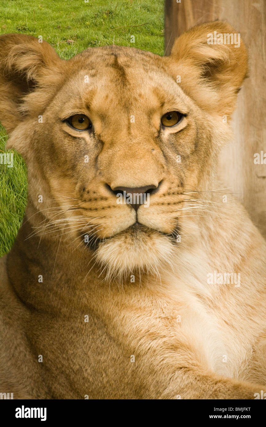 Lion in Berlin Zoo, Germany Stock Photo - Alamy