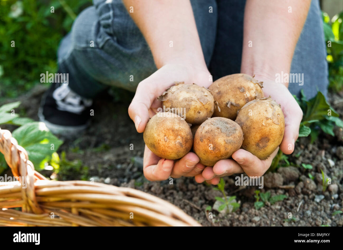 Show potatoes hi-res stock photography and images - Alamy