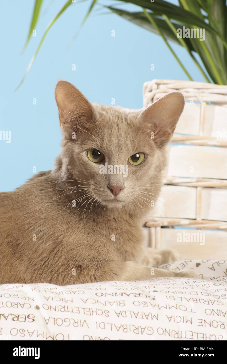 Colorpoint longhair hi-res stock photography and images - Alamy