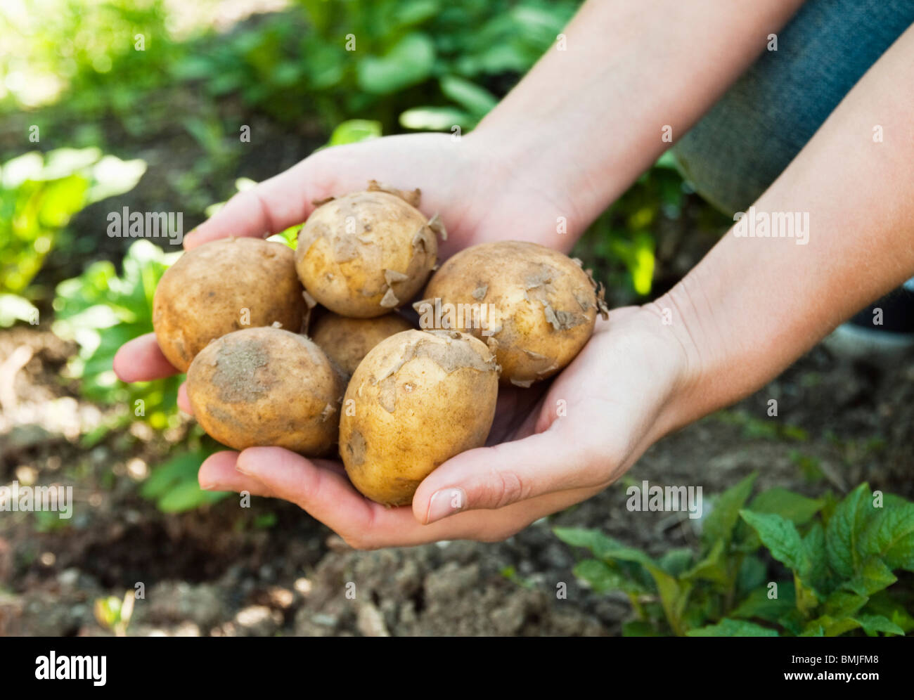 Show potatoes hi-res stock photography and images - Alamy