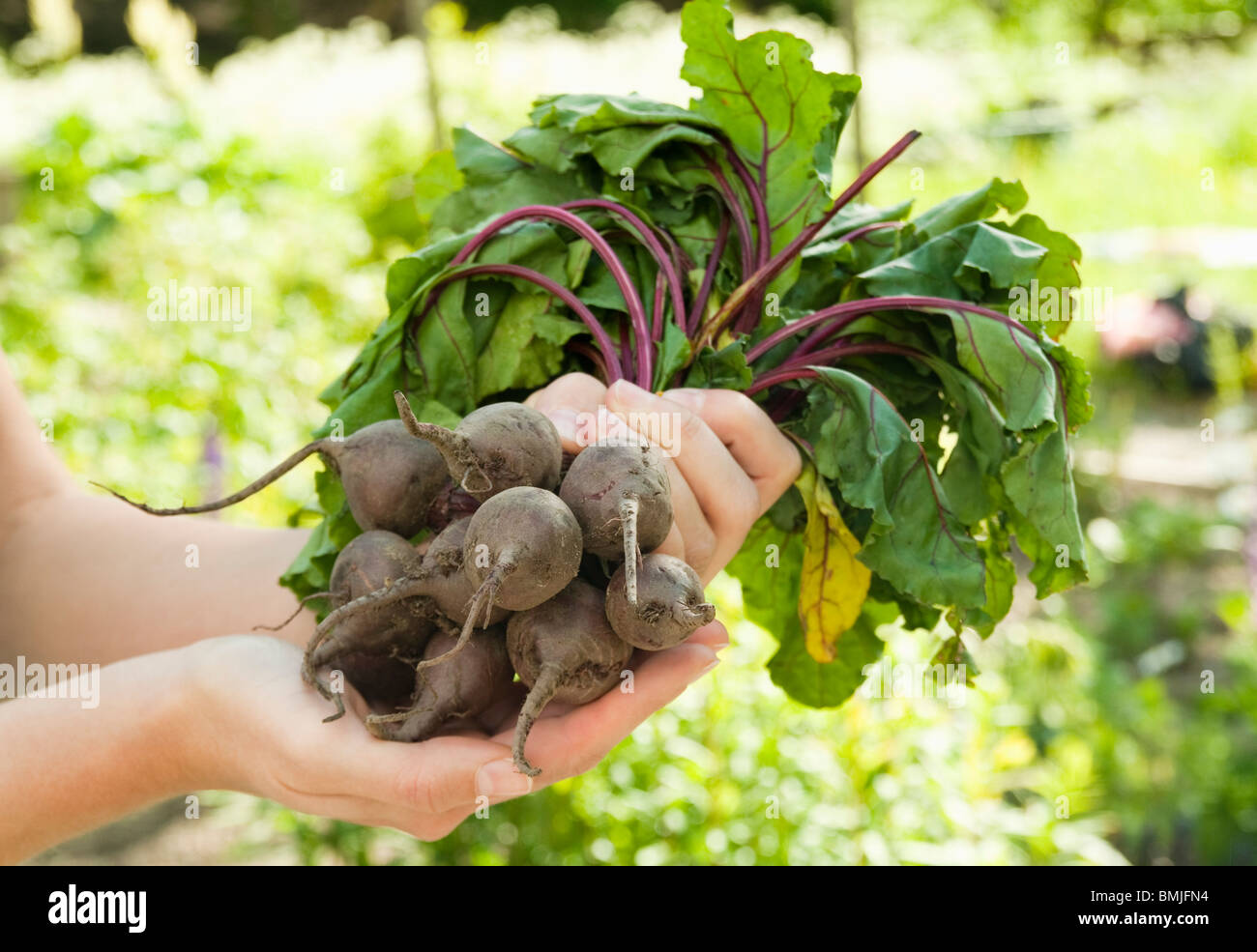 Beetroots outdoors growing hi-res stock photography and images - Alamy