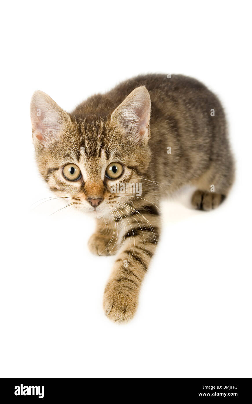 Cat creeping inside hi-res stock photography and images - Alamy