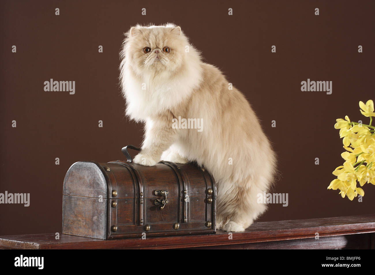 Persian cat - standing Stock Photo - Alamy