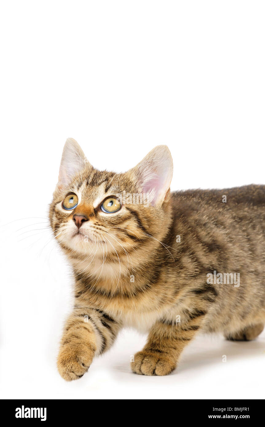 domestic cat - tabby kitten creeping - cut out Stock Photo - Alamy