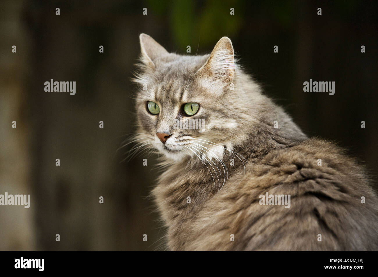 cat - portrait Stock Photo - Alamy
