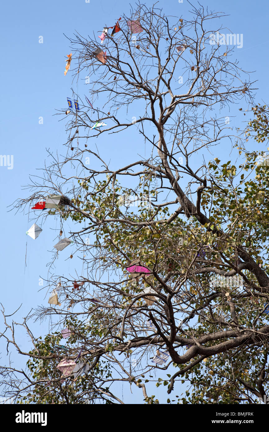 Tree full of entangled kites. Jaipur. Rajasthan. India Stock Photo - Alamy