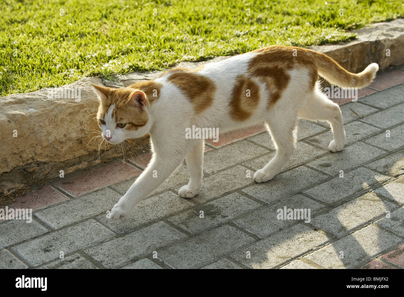 Domestic cat. Adult walking on a path Stock Photo - Alamy