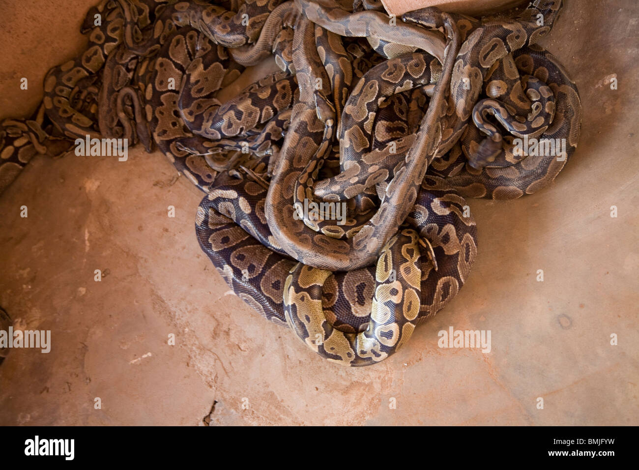 Africa, West Africa, Benin, Ouidah, Temple of the Pythons Stock Photo ...