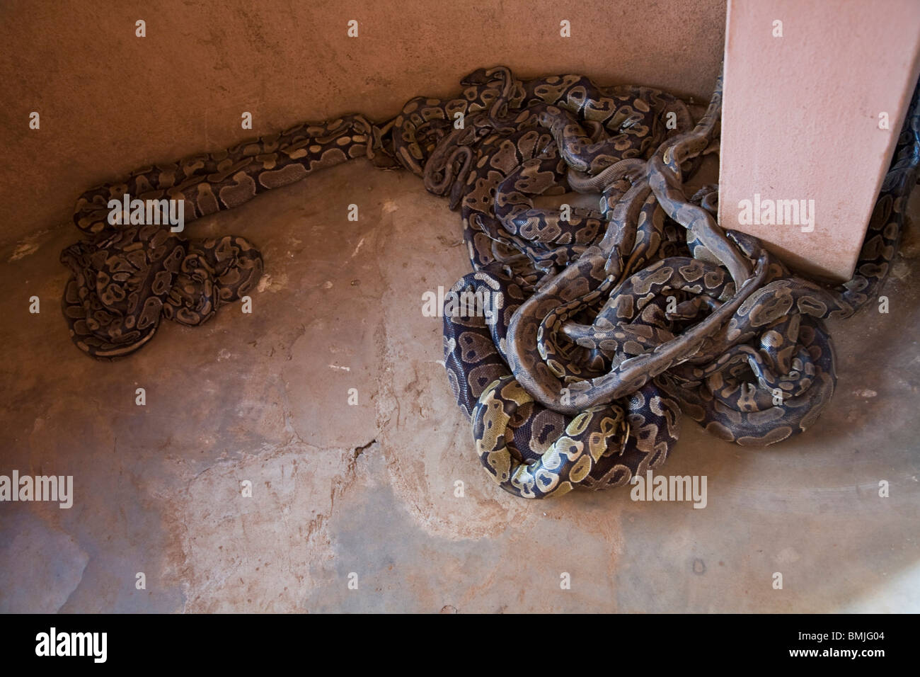 Africa, West Africa, Benin, Ouidah, Temple of the Pythons Stock Photo ...