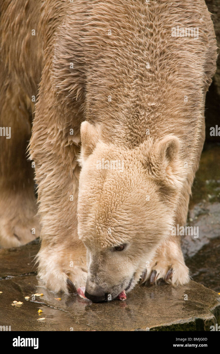 Knut, the famous Polar Bear in Berlin Zoo, Germany Stock Photo - Alamy