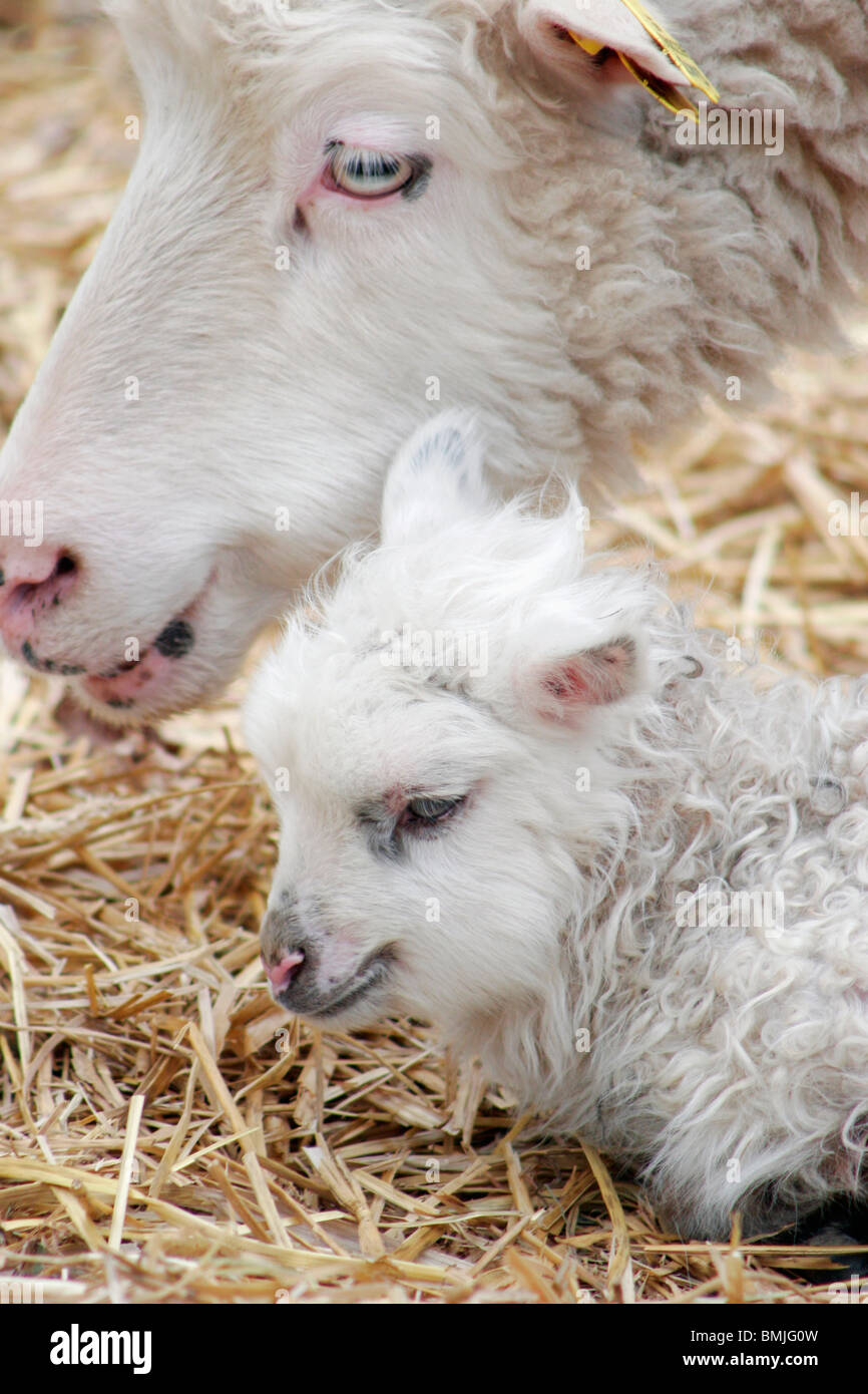 Two goats hi-res stock photography and images - Alamy