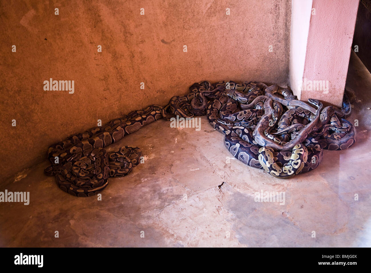 Africa, West Africa, Benin, Ouidah, Temple of the Pythons Stock Photo ...
