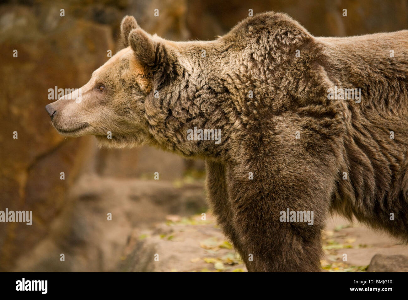 European Brown Bear in Berlin Zoo, Germany. Ursus arctos Stock Photo ...