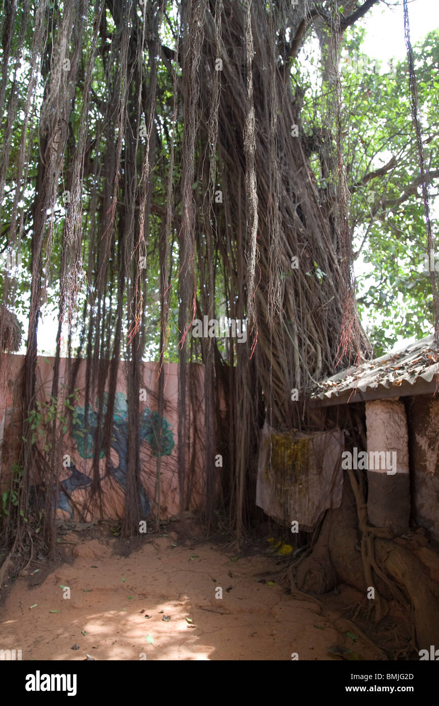 Voodoo ceremony holy tree hi-res stock photography and images - Alamy