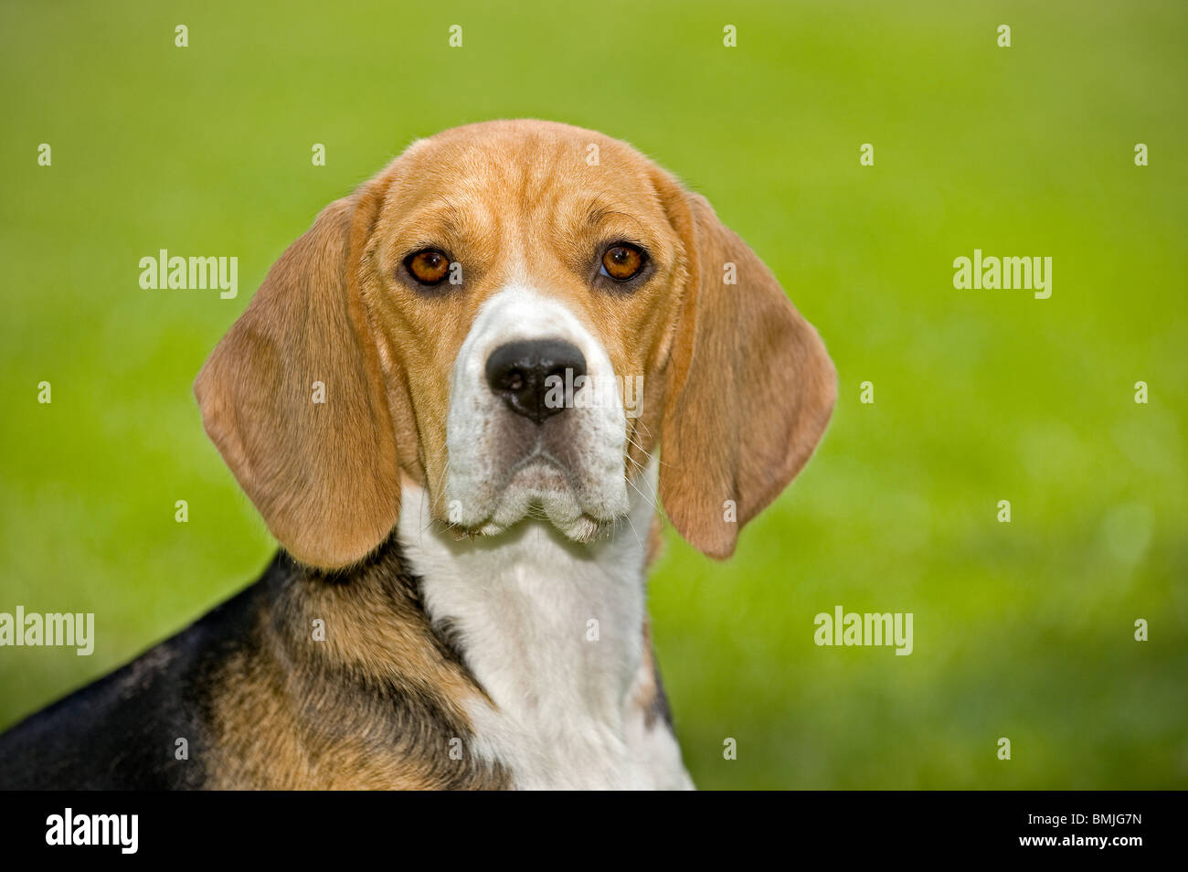 Beagle. Portrait of adult she-dog Stock Photo - Alamy