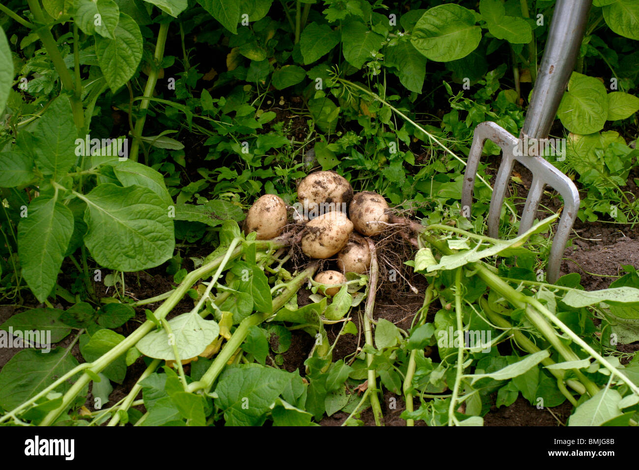 Potato With Soil High Resolution Stock Photography and Images - Alamy