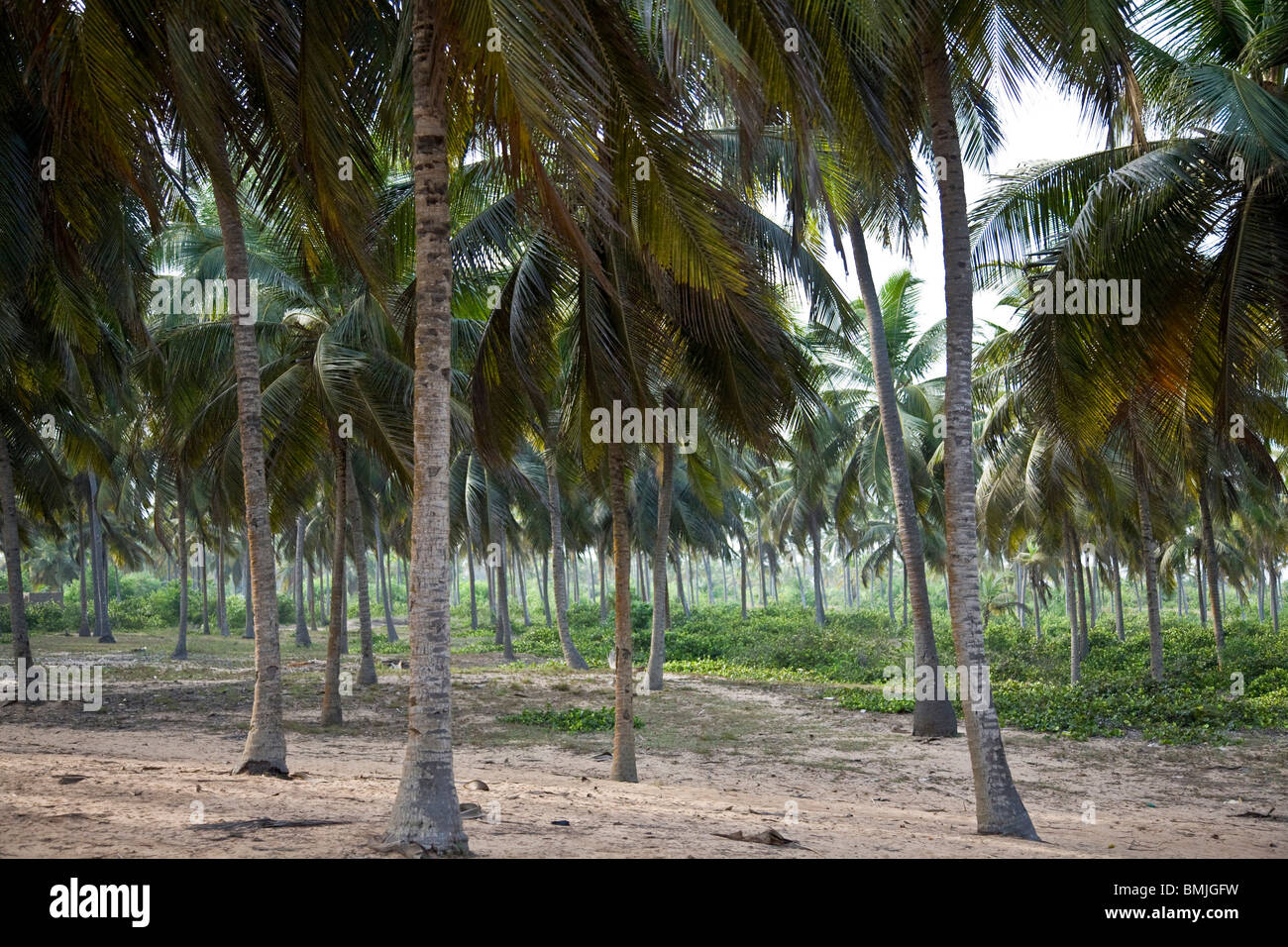 Africa, West Africa, Benin, Ouidah, Bight of Benin Stock Photo - Alamy