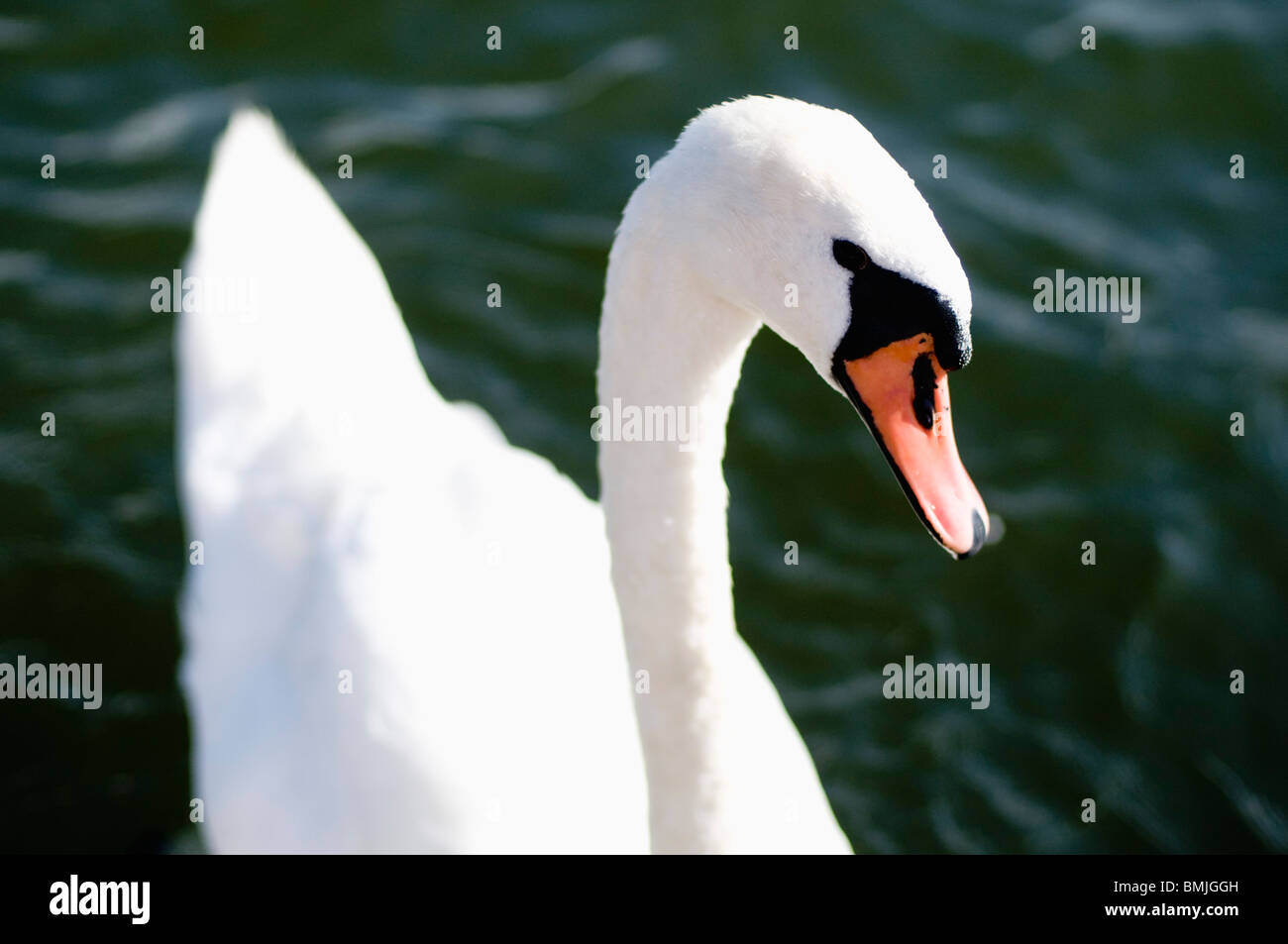 Swan Feather High Resolution Stock Photography and Images - Alamy