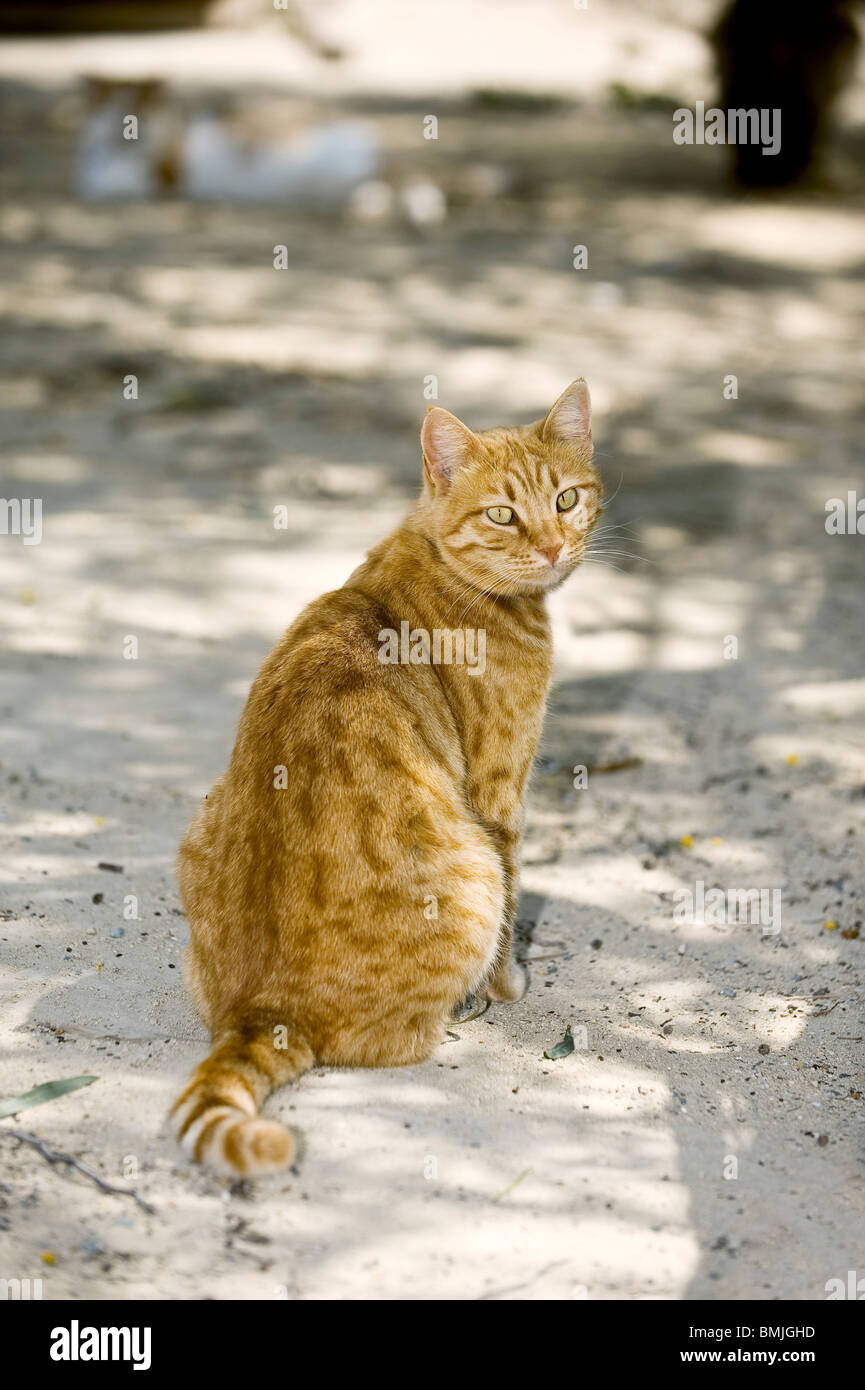 cat - sitting Stock Photo - Alamy